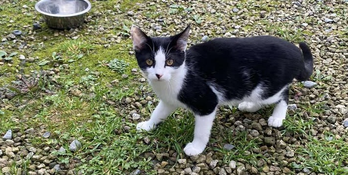 ROS2182 – Roscommon SPCA CLG