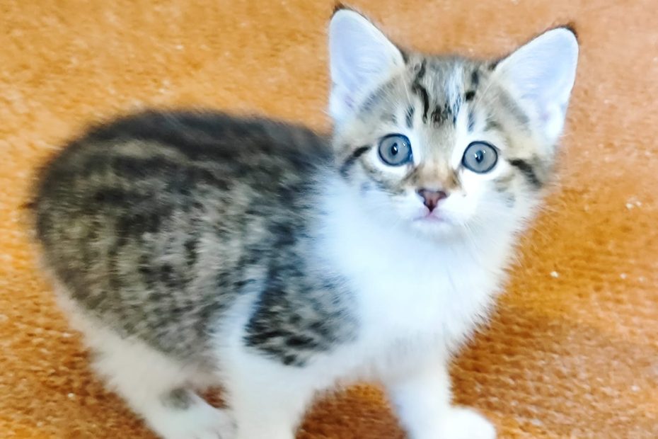 ROS2184 – Roscommon SPCA CLG