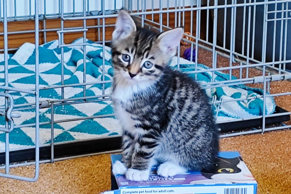 ROS2187 – Roscommon SPCA CLG