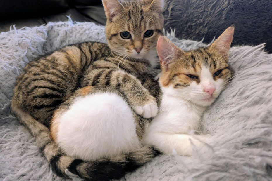 ROS2083 2 KITTENS. – Roscommon SPCA CLG